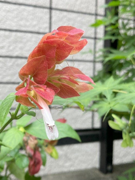 新たなる気づき！ :: Masayan-hp